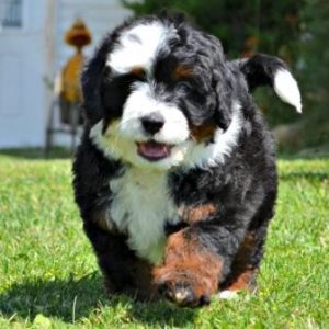Bernedoodle | Dog Breed Info,Size, Training Puppies & Pictures