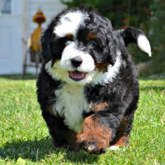 Bernedoodle | Dog Breed Info,Size, Training Puppies & Pictures