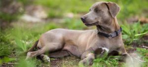 Blue Lacy Dog Breed Info, Temprament, Puppies & Pictures