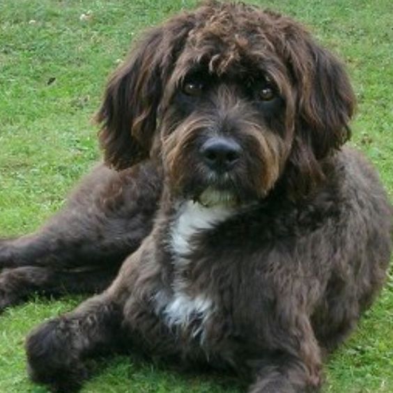 Boxerdoodle (Boxer-Poodle Mix) | Dog Info,Temp, Care, Puppies & Pictures