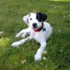 Boxerdoodle (Boxer-Poodle Mix) | Dog Info,Temp, Care, Puppies & Pictures