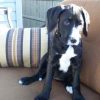 Boxerdoodle (Boxer-Poodle Mix) | Dog Info,Temp, Care, Puppies & Pictures
