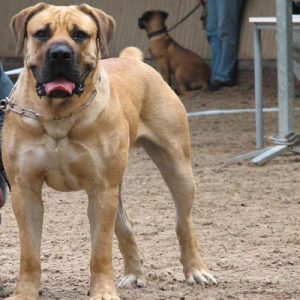 Bully Kutta | Dog Information, Temperament, Puppies & Pictures