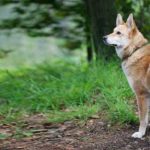 Dog Breeds 10 | Dog Breeds, Facts and Information