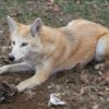 Coydog | Coyote Dog Mix ~ Behavaiour, Info, Sound, Pictures