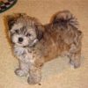 Shih Poo (Shih-Tzu and Poodle Mix) | Temperament, Training & Pictures