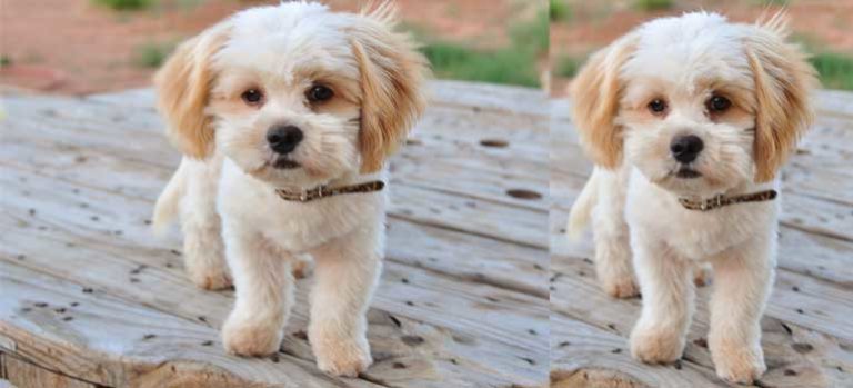 Shih Poo (Shih-Tzu and Poodle Mix) | Temperament, Training & Pictures