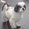 Shih Poo (Shih-Tzu and Poodle Mix) | Temperament, Training & Pictures