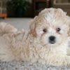 Shih Poo (Shih-Tzu and Poodle Mix) | Temperament, Training & Pictures