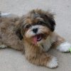 Shih Poo (Shih-Tzu and Poodle Mix) | Temperament, Training & Pictures