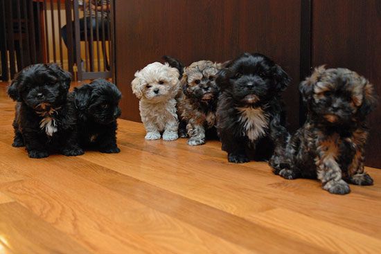 Shih Poo puppies. Now that I have one, I feel like I will have to have ...