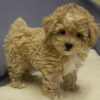 Shih Poo (Shih-Tzu and Poodle Mix) | Temperament, Training & Pictures