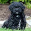 Shih Poo (Shih-Tzu and Poodle Mix) | Temperament, Training & Pictures