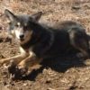 Coydog | Coyote Dog Mix ~ Behavaiour, Info, Sound, Pictures
