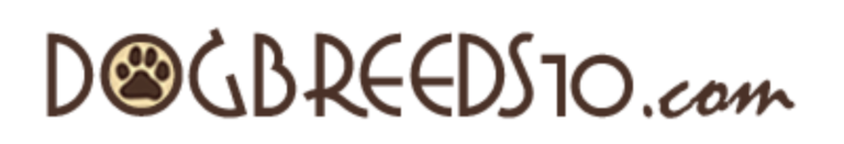 Brug (Brussels Griffon Pug Mix) Dog Breed Info, Temp, Puppies & Pictures