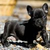 Frenchton → (Boston Terrier French Bulldog Mix) Info, Personality ...