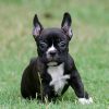 Frenchton → (Boston Terrier French Bulldog Mix) Info, Personality ...