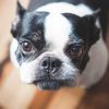 Frenchton → (Boston Terrier French Bulldog Mix) Info, Personality ...