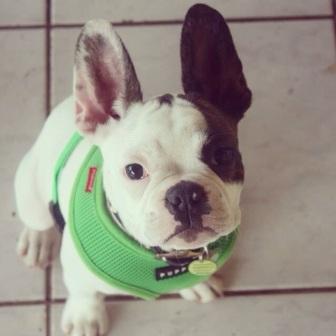 Frenchton → (Boston Terrier French Bulldog Mix) Info, Personality ...