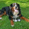 Bernese Mountain Dog - Info, Temperament, Puppies & Pictures