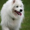 Samoyed Dog | Breed Info, History, Tempremant, Puppies & Pictures