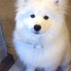 Samoyed Dog | Breed Info, History, Tempremant, Puppies & Pictures