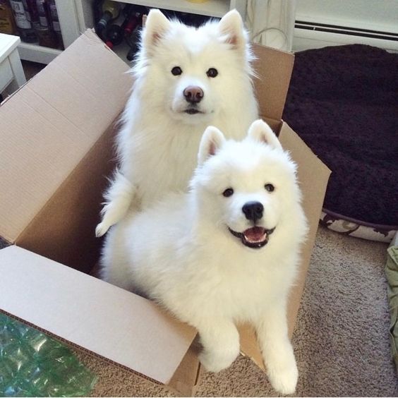 Samoyed Dog | Breed Info, History, Tempremant, Puppies & Pictures