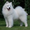Samoyed Dog | Breed Info, History, Tempremant, Puppies & Pictures