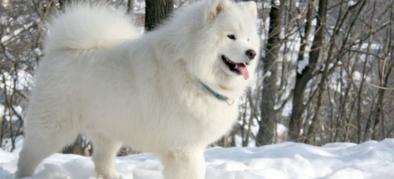 Samoyed Dog | Breed Info, History, Tempremant, Puppies & Pictures