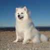 Samoyed Dog | Breed Info, History, Tempremant, Puppies & Pictures