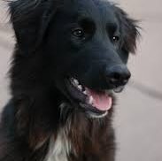 Golden Pyrenees (Great Pyrenees Golden Retriever Mix) | Info, Puppies ...