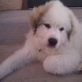 Golden Pyrenees (Great Pyrenees Golden Retriever Mix) | Info, Puppies ...