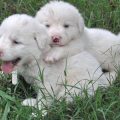 Golden Pyrenees (Great Pyrenees Golden Retriever Mix) | Info, Puppies ...