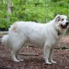 Golden Pyrenees (Great Pyrenees Golden Retriever Mix) | Info, Puppies ...