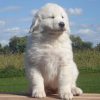Golden Pyrenees (Great Pyrenees Golden Retriever Mix) | Info, Puppies ...