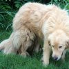 Golden Pyrenees (Great Pyrenees Golden Retriever Mix) | Info, Puppies ...