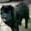 Chow Pei (Shar Pei Chow Chow Mix) - Info, Persoanlity, Temprament ...