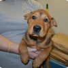 Chow Pei (Shar Pei Chow Chow Mix) - Info, Persoanlity, Temprament ...