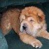 Chow Pei (Shar Pei Chow Chow Mix) - Info, Persoanlity, Temprament ...