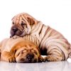 Chow Pei (Shar Pei Chow Chow Mix) - Info, Persoanlity, Temprament ...