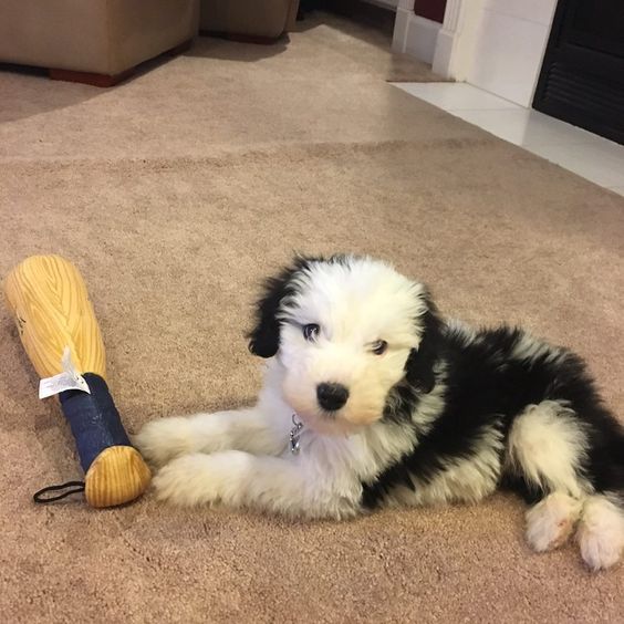Sheepadoodle (Sheepdog-Poodle Mix) | Info, Mini, Puppies & Pictures