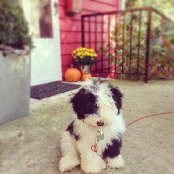 Sheepadoodle (Sheepdog-Poodle Mix) | Info, Mini, Puppies & Pictures