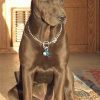 Chow Pei (Shar Pei Chow Chow Mix) - Info, Persoanlity, Temprament ...