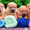 Chow Pei (Shar Pei Chow Chow Mix) - Info, Persoanlity, Temprament ...