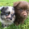Aussiepom Dog Information, Facts Temprament, Pictures & Puppies