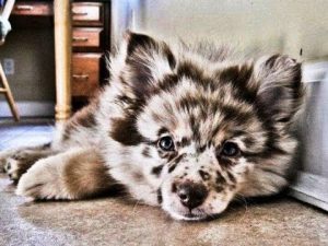 Aussiepom Dog Information, Facts Temprament, Pictures & Puppies