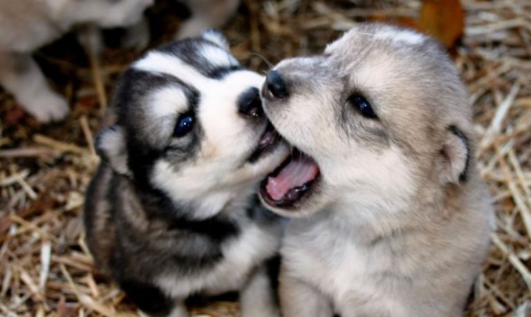 Alusky (Husky Malamute Mix) Info, Training, Puppies and Pictures