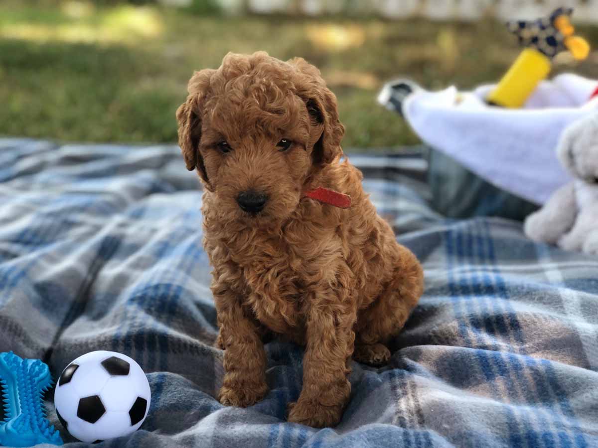 Toy (Petite) Goldendoodle Dog Info, Temperament, Puppies, Pictures
