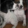 Boingle (Beagle-German Shorthaired Pointer Mix) Info, Puppies & Pictures
