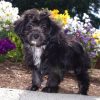 Papi-poo (Papillon-Poodle Mix) Info, Temperament, Puppies & Pictures